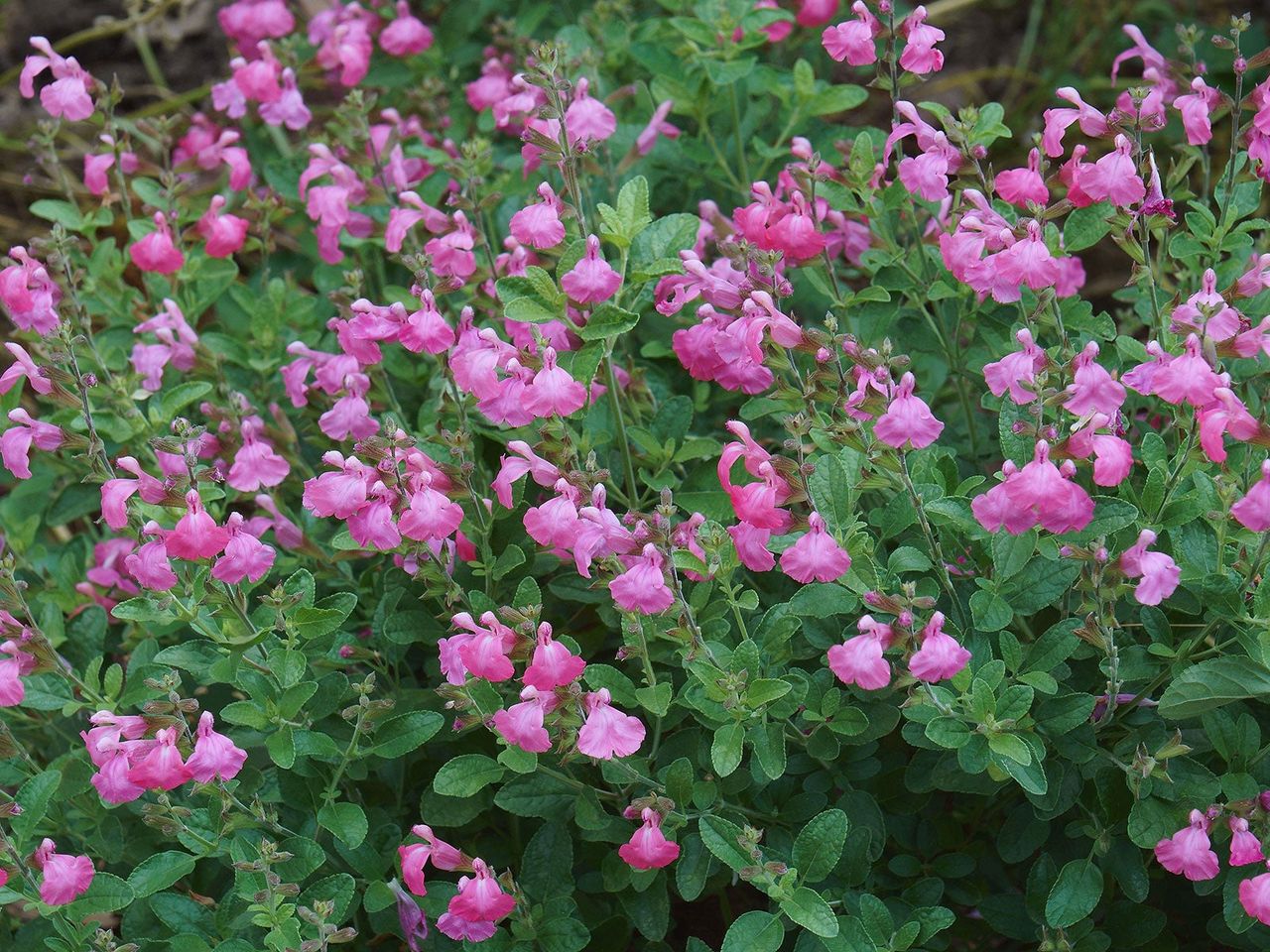 Essential Salvia Varieties For Beds, Borders, Pots And Pollinators ...