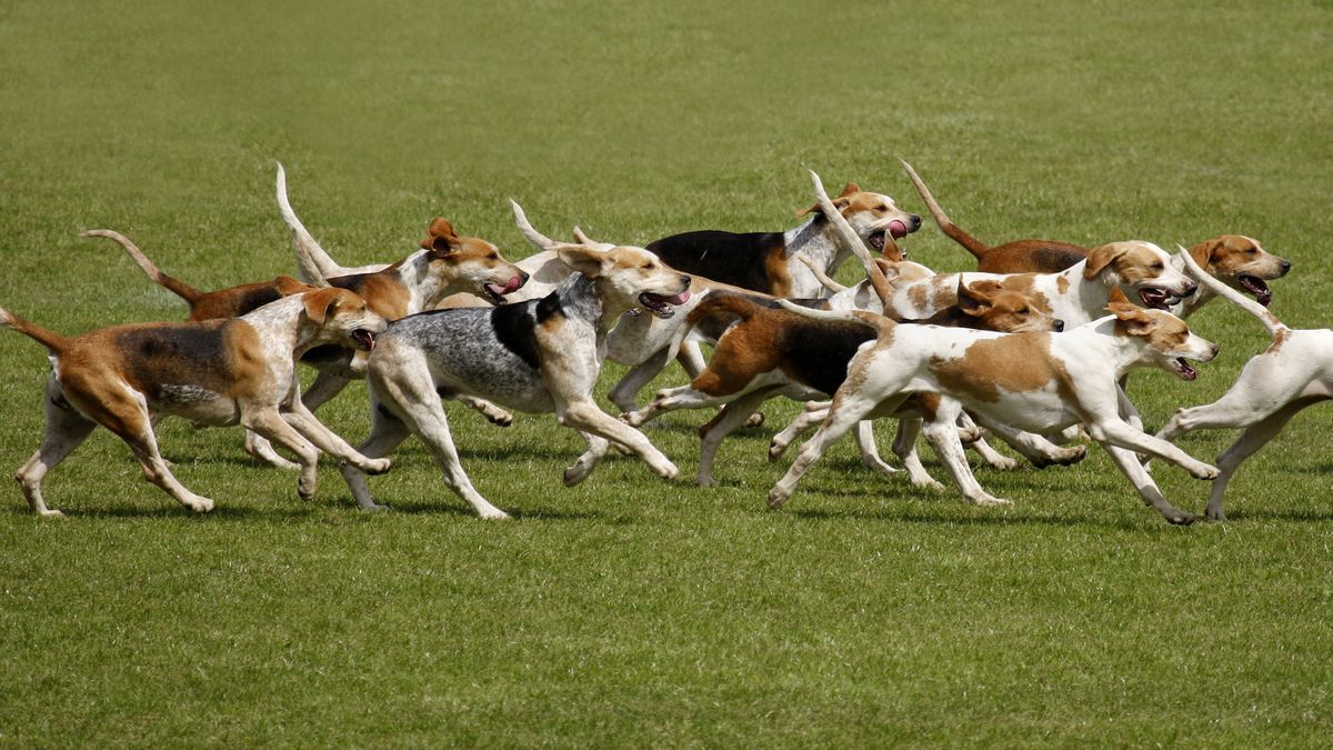 32 dog breeds that were made for running | PetsRadar