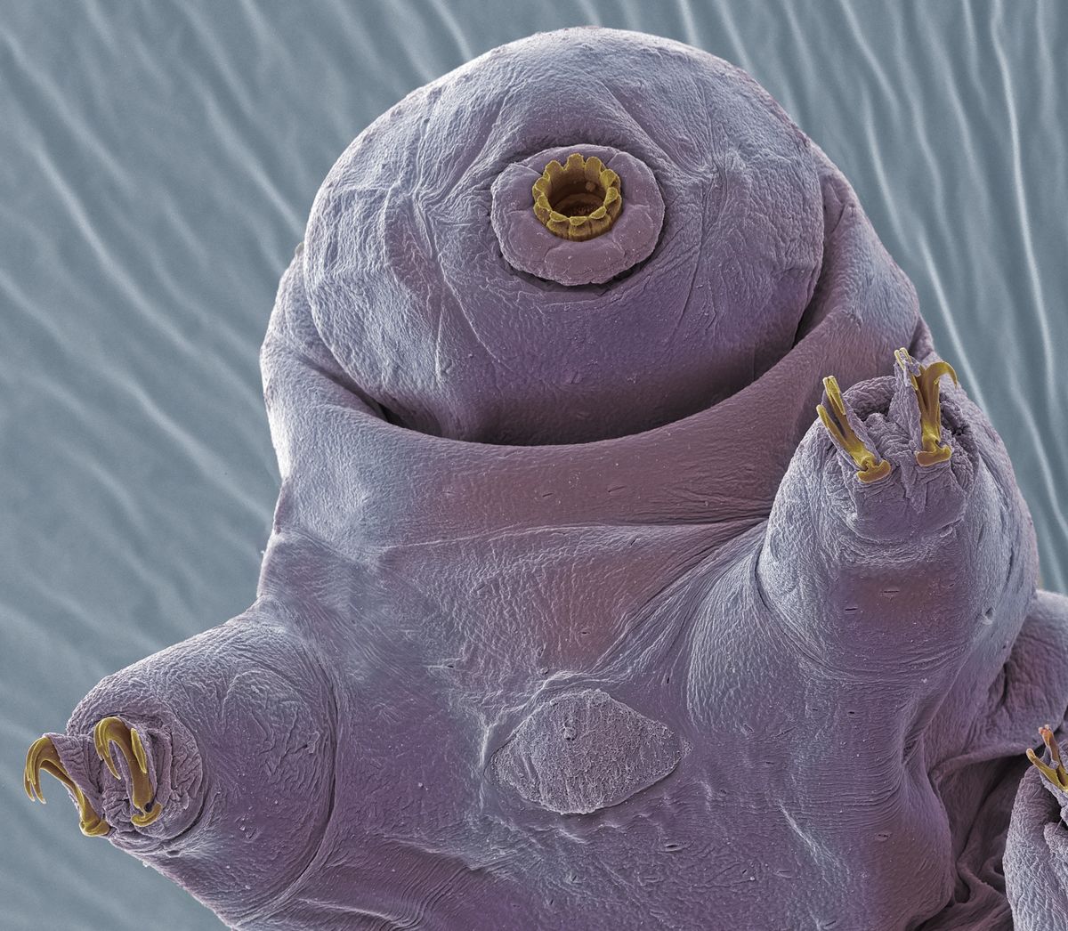 What are tardigrades and why are they nearly indestructible? | Live Science