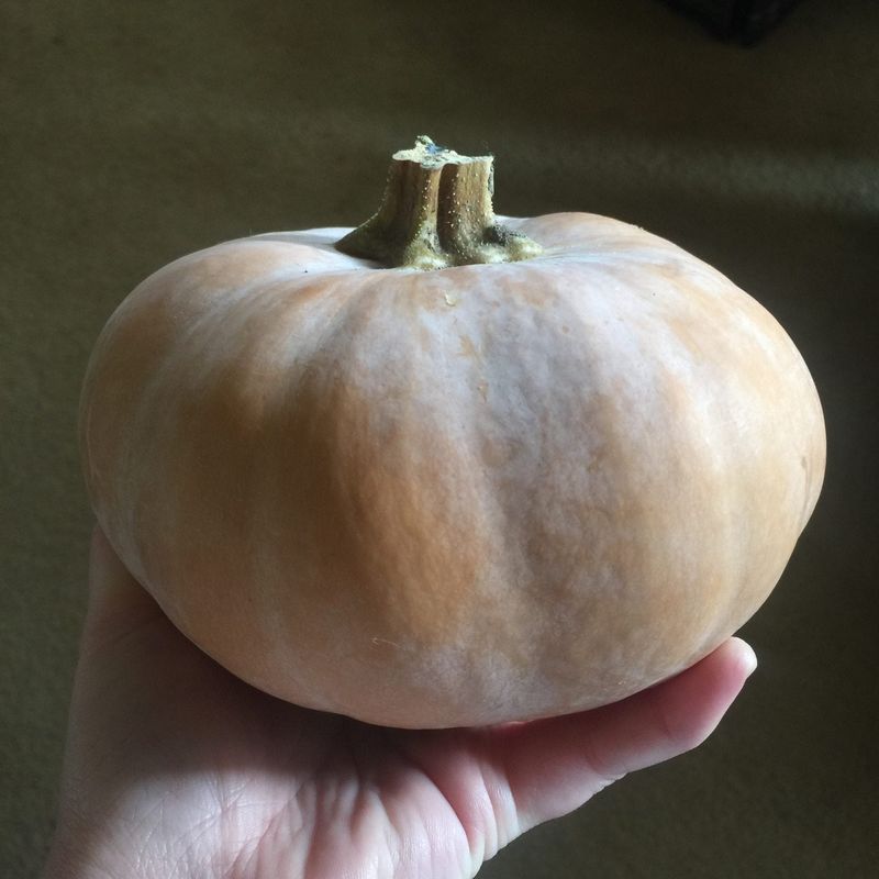 Tips & Information about Squash | Gardening Know How