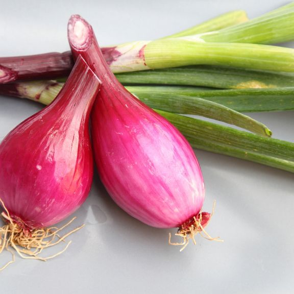 Heirloom Vegetables - Red Of Florence Onion Plant History | Gardening ...
