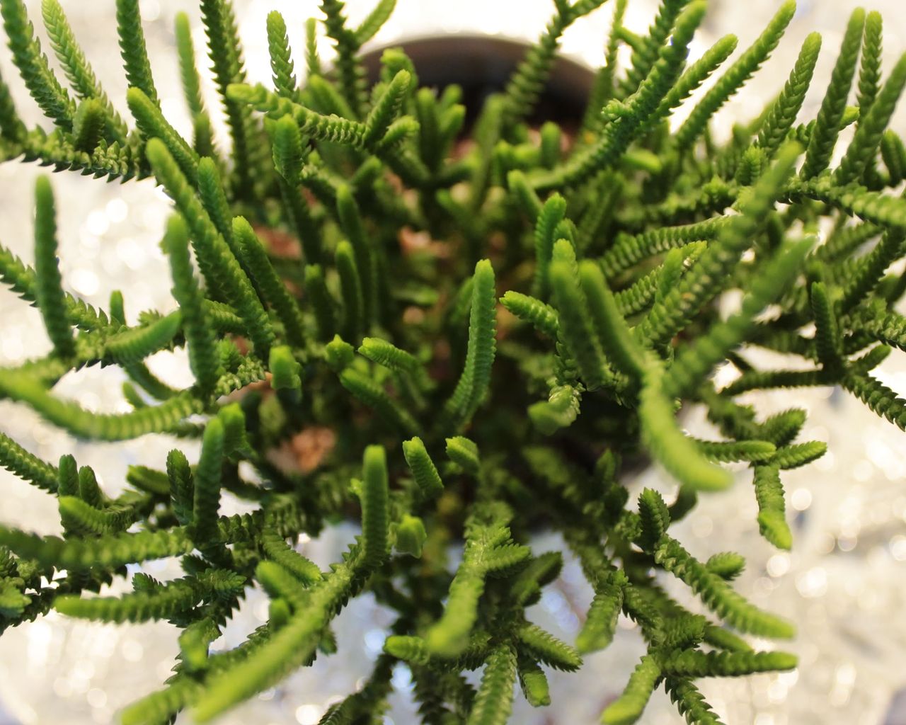 8 Fragrant Succulents And Cacti That Will Perfume Your Home | Gardening ...