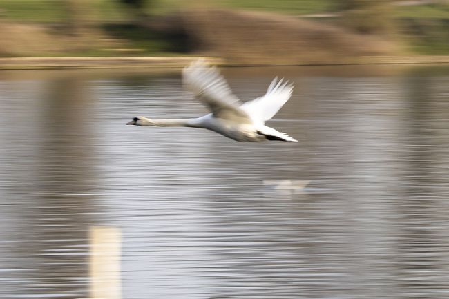Use a slow shutter speed to inject movement into your wildlife ...