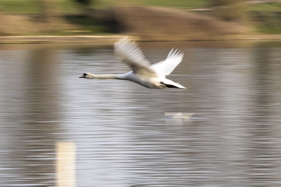 Use a slow shutter speed to inject movement into your wildlife ...