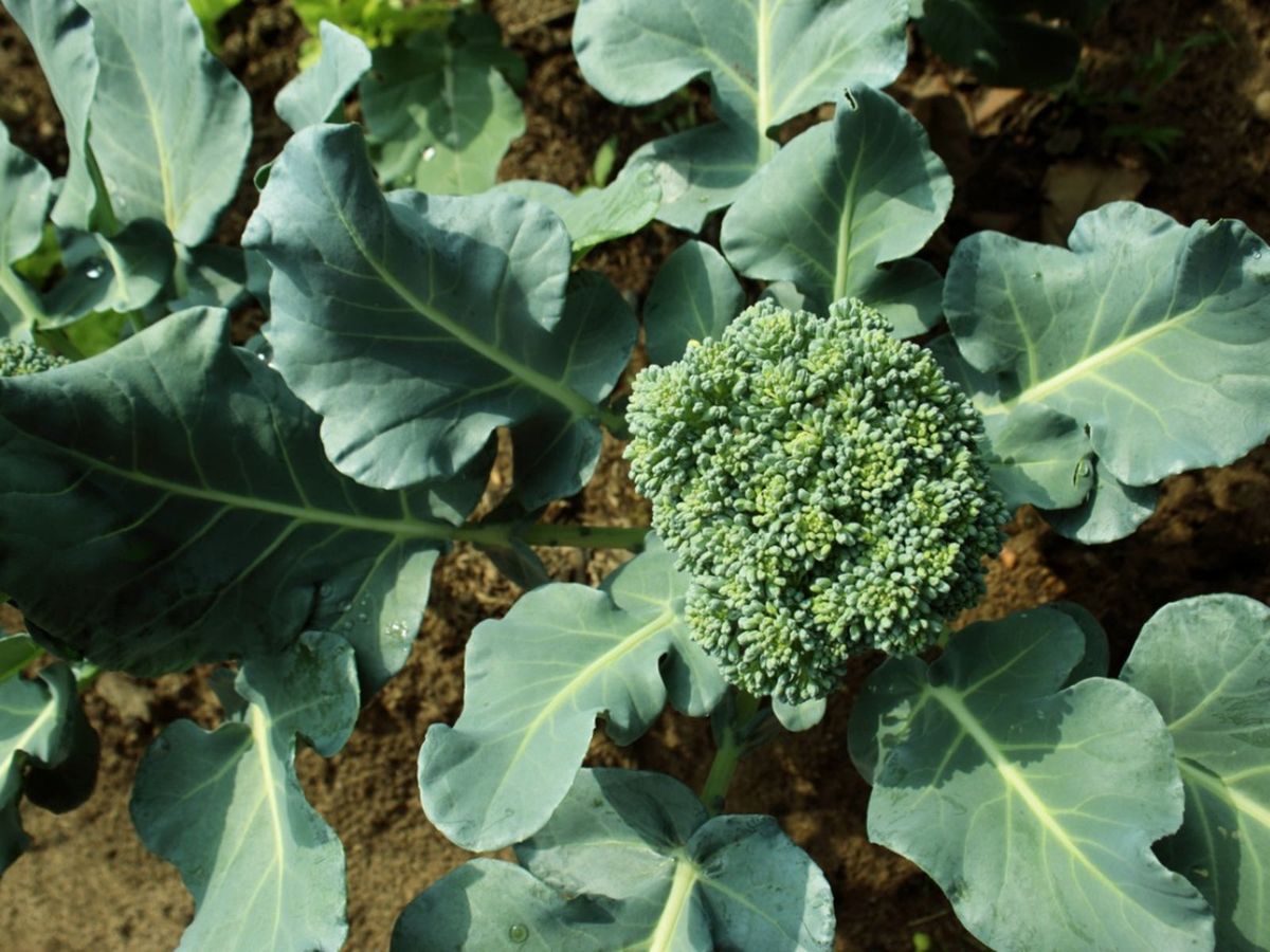 Recognizing Soft Rot In Cole Crops - How To Control Soft Rot Of Cole ...