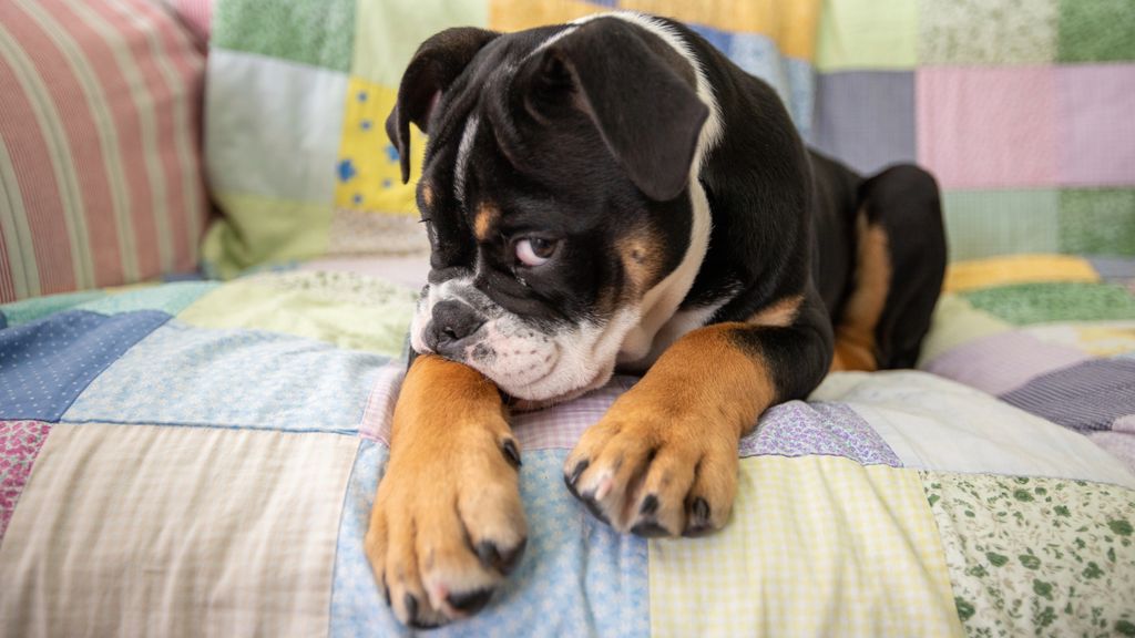 Why do dog's farts smell so bad? | PetsRadar