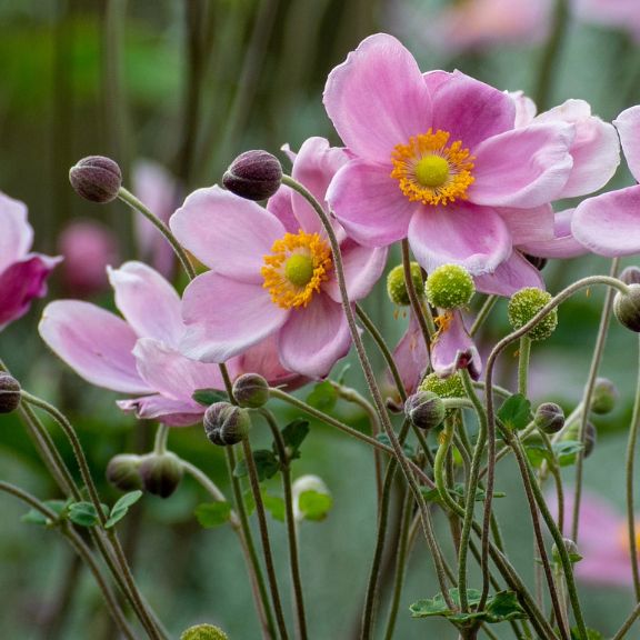 Five Flower Bulbs For A Stunning Early Floral Display | Gardening Know How