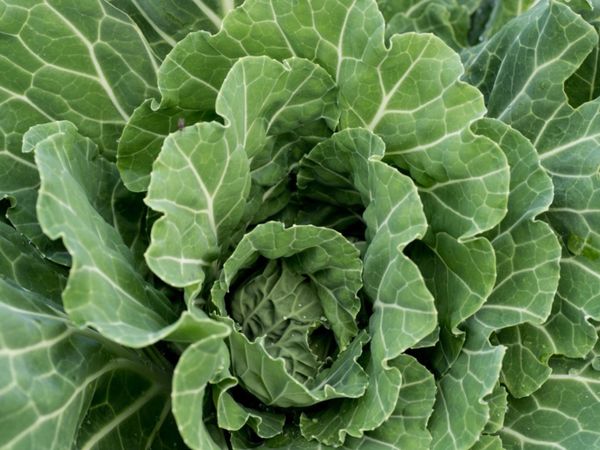 Tips & Information about Cabbage | Gardening Know How