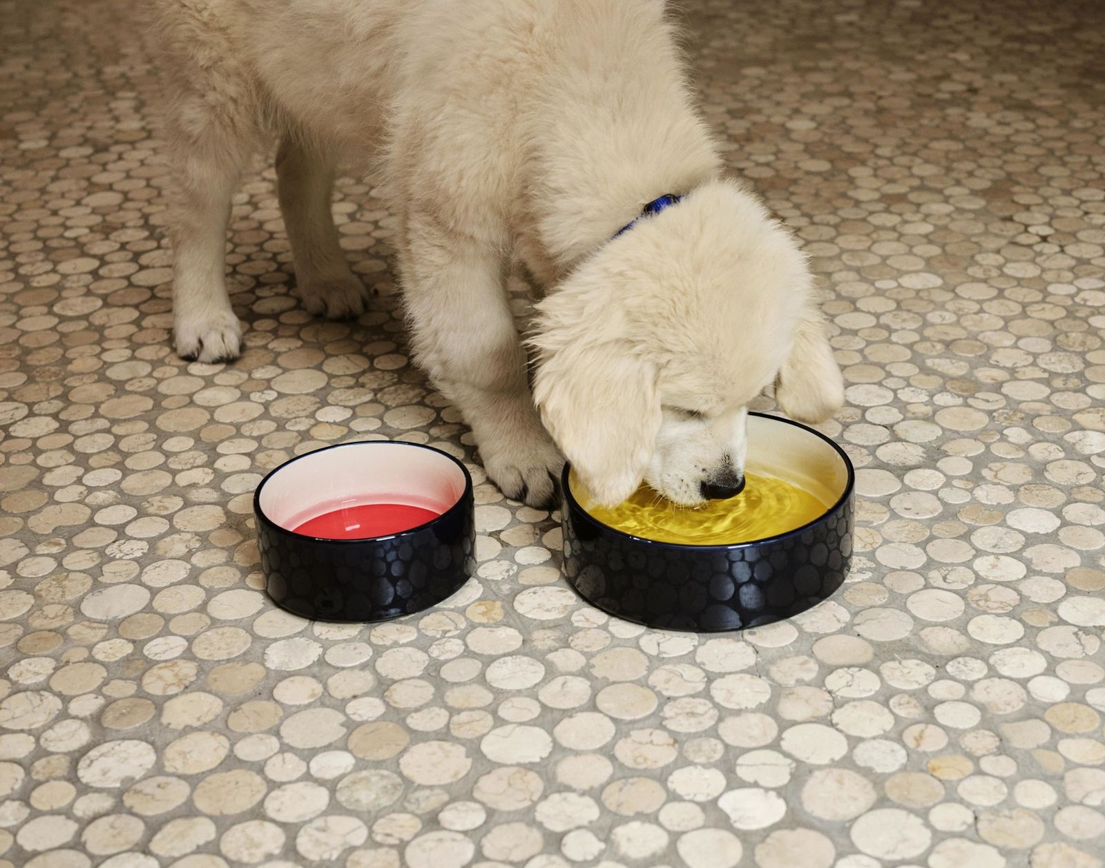 Hay dog accessories are colourful treats for good boys | Wallpaper*