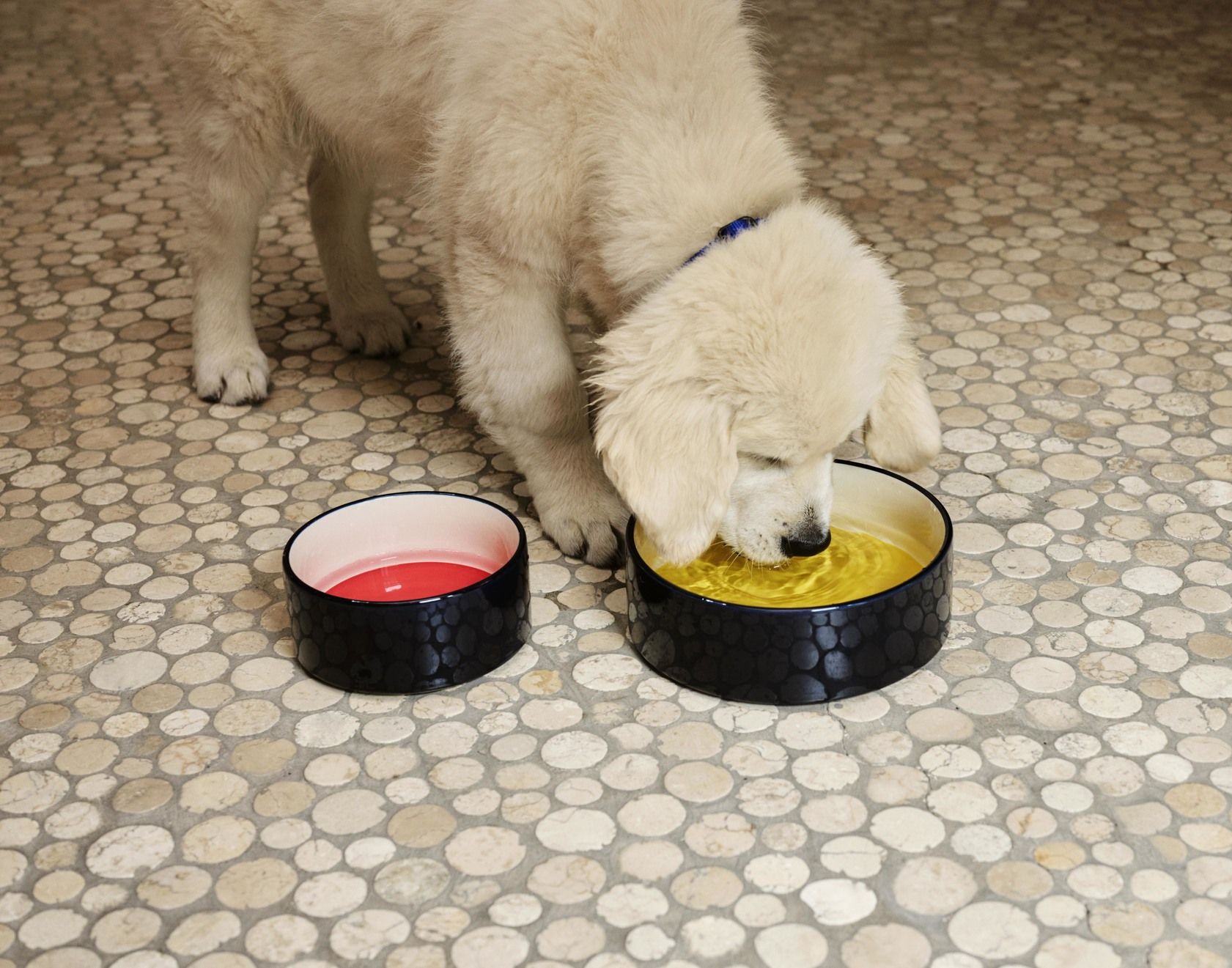 Hay dog accessories are colourful treats for good boys | Wallpaper*