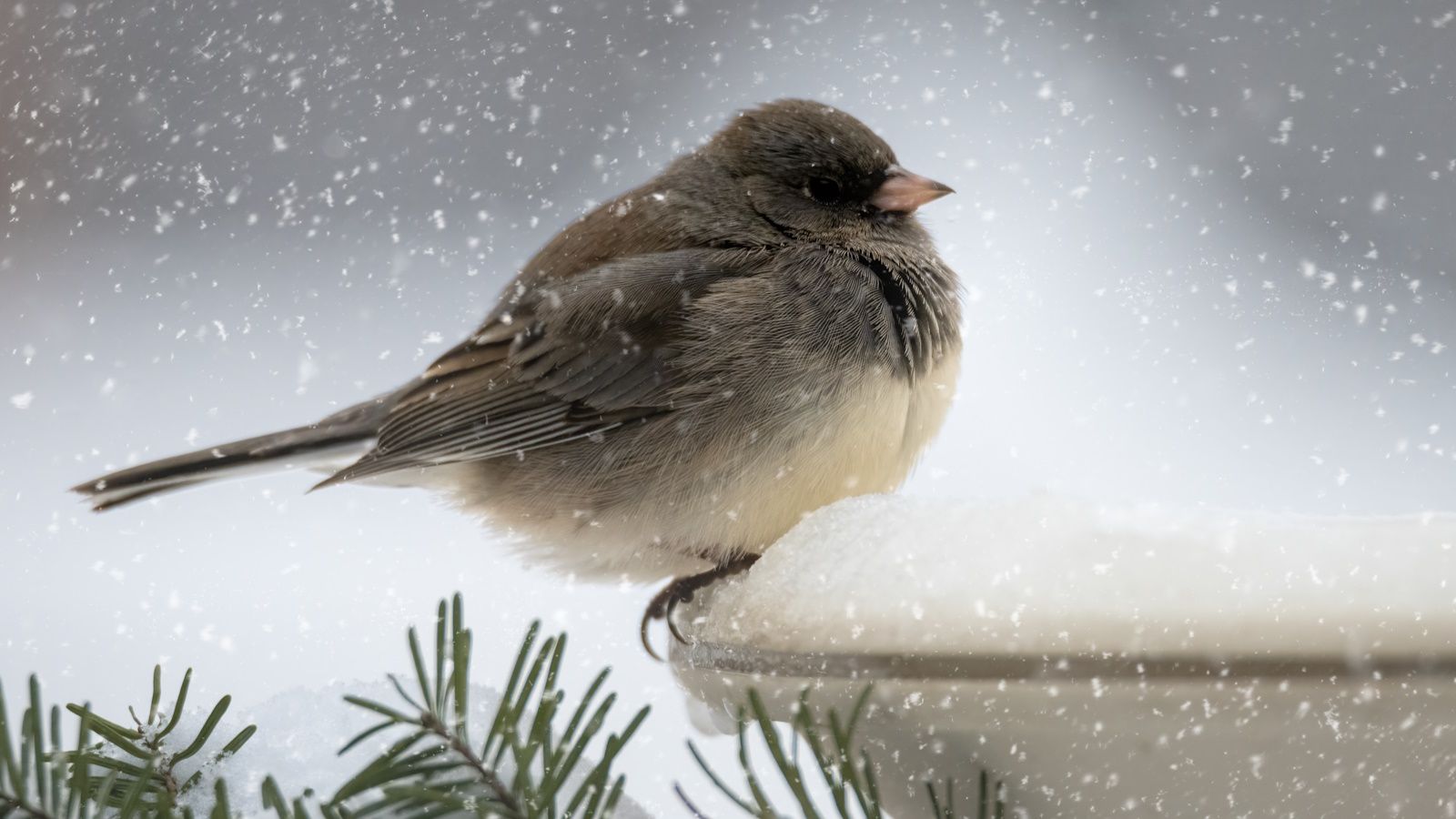 Bird bath winter care: 5 essential tips from the experts