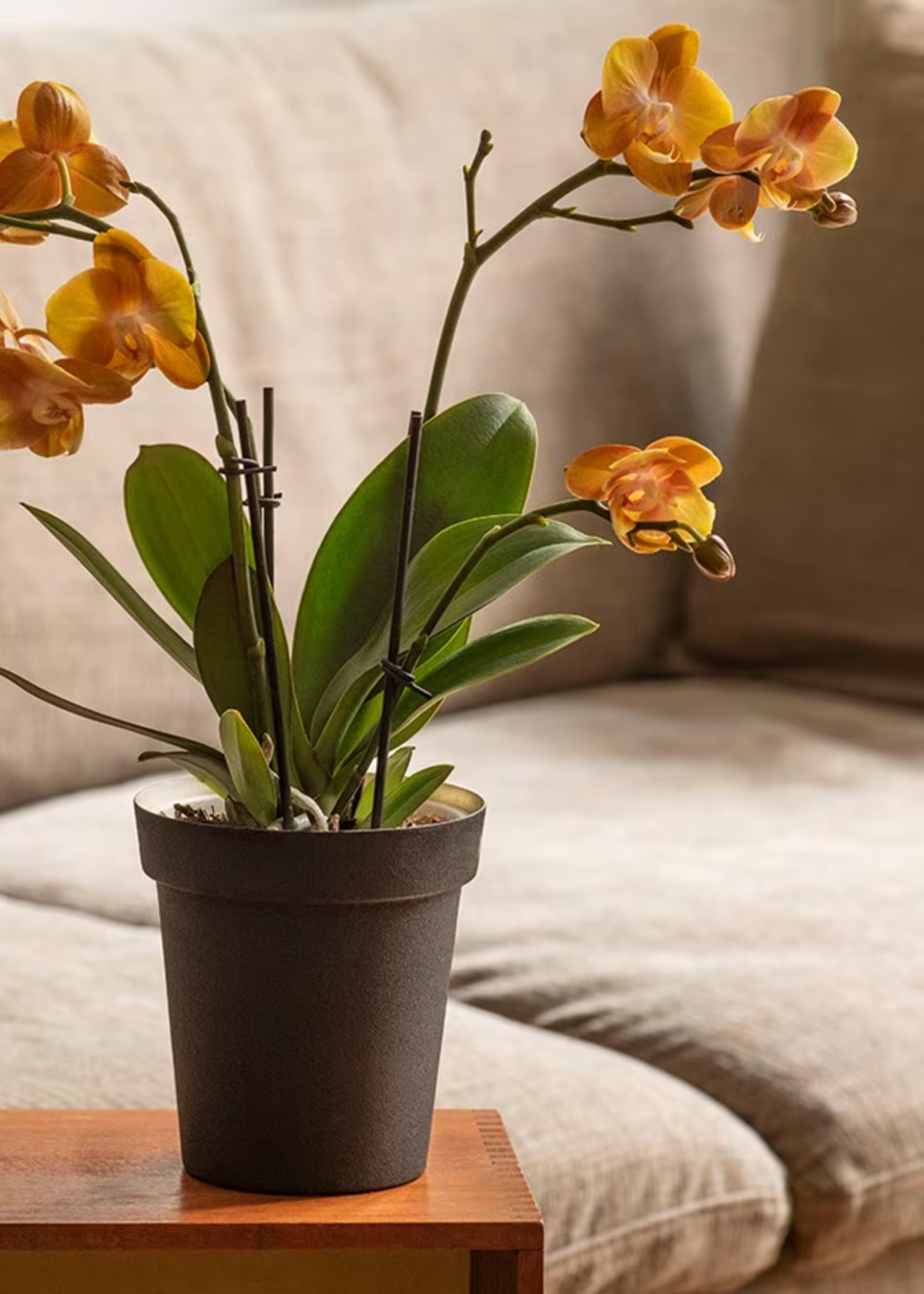 7 Libra-Approved Houseplants to Match Your Home to Your Star Sign | Livingetc