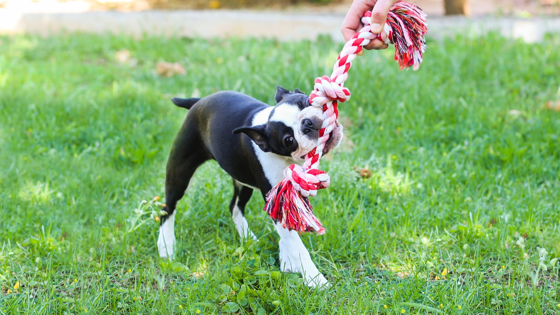 Trainer reveals the secret to tightening up your dog's fetch game ...
