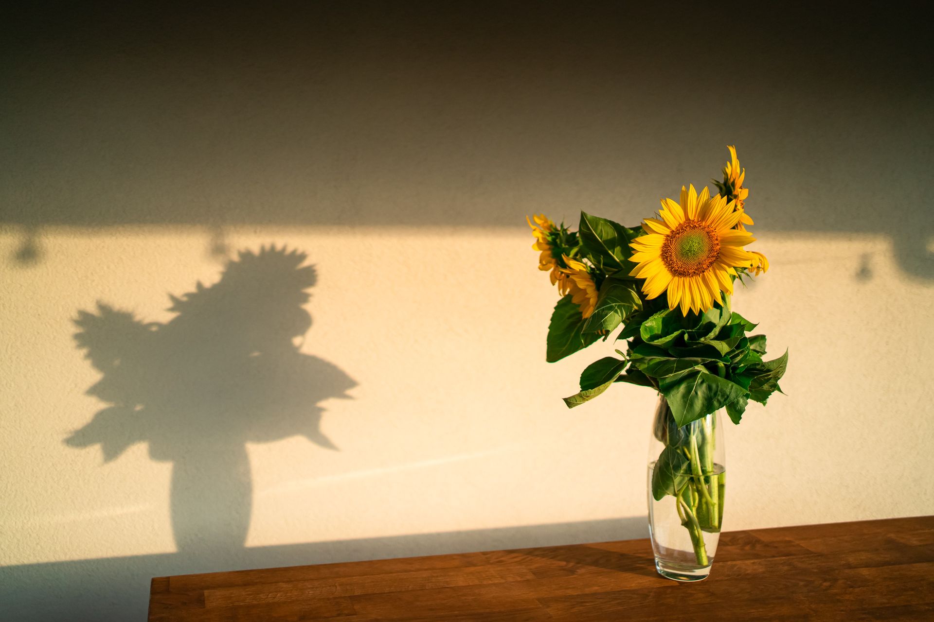 How to Care for Sunflowers in a Vase — Gardening Experts Share Methods ...