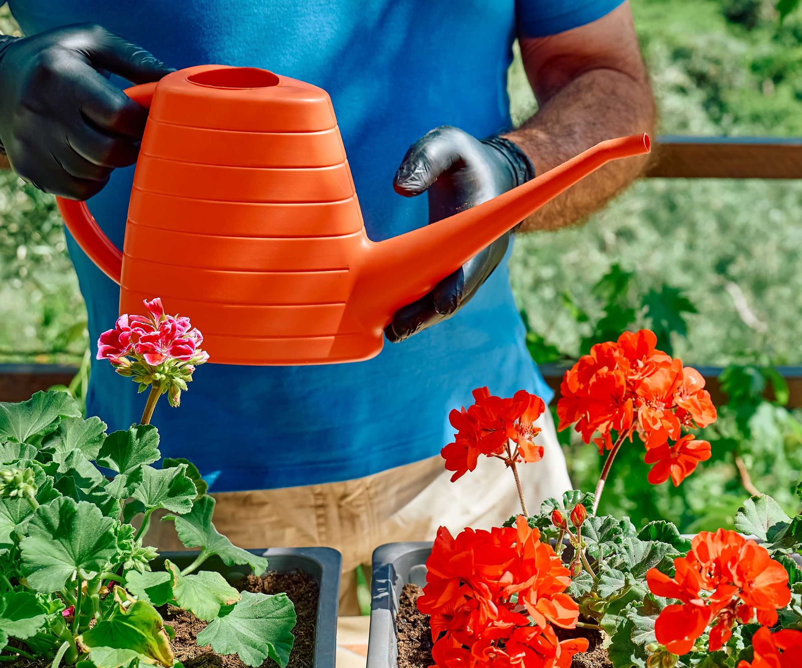 How to fertilize geraniums: pro tips for flourishing blooms | Homes and ...