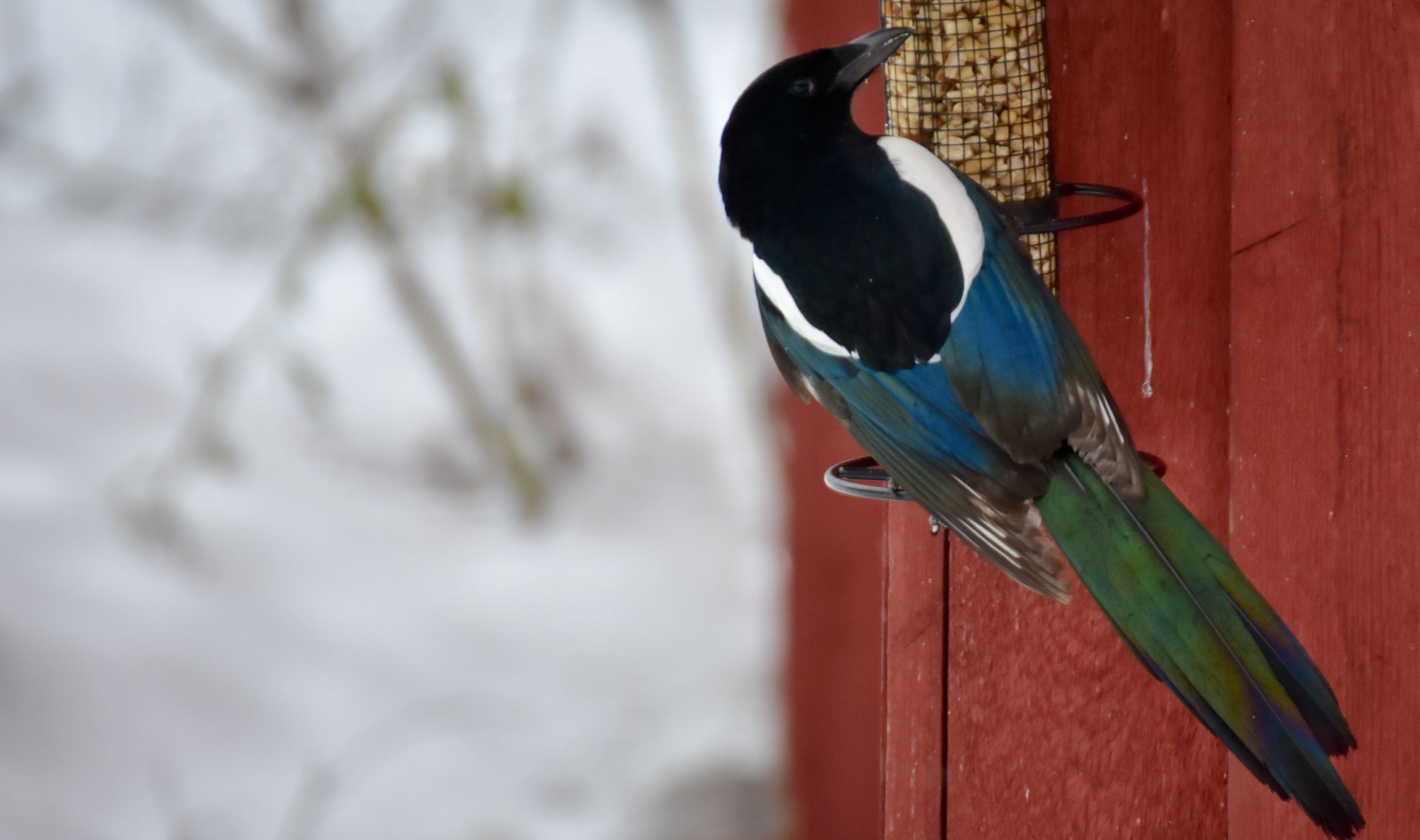 How to Keep 'Bully' Birds Away From Feeders | Livingetc