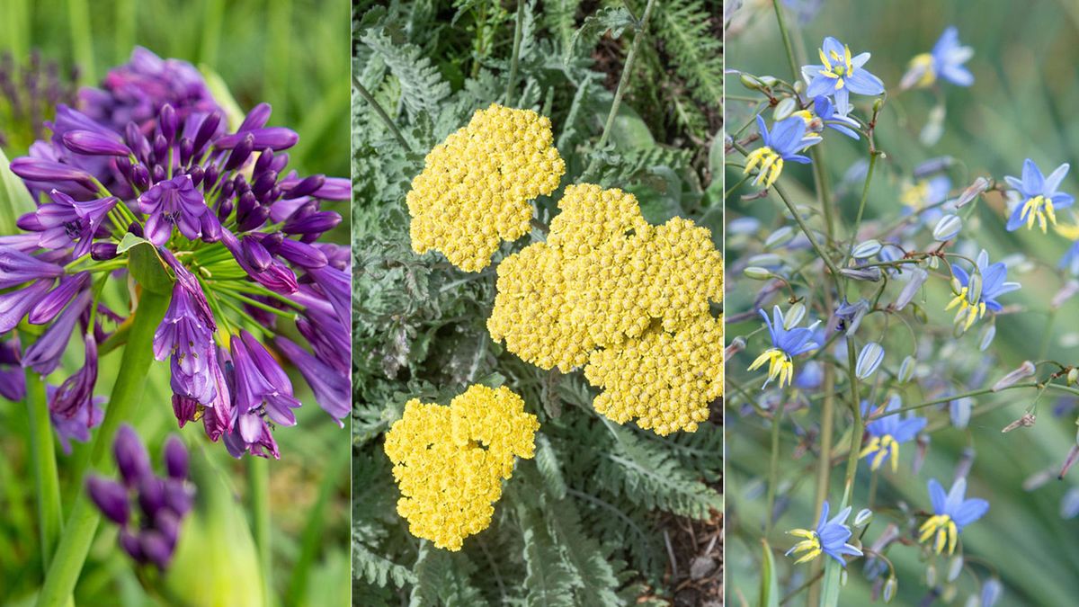 Fire-resistant plants: 8 varieties that can withstand heat | Homes and ...