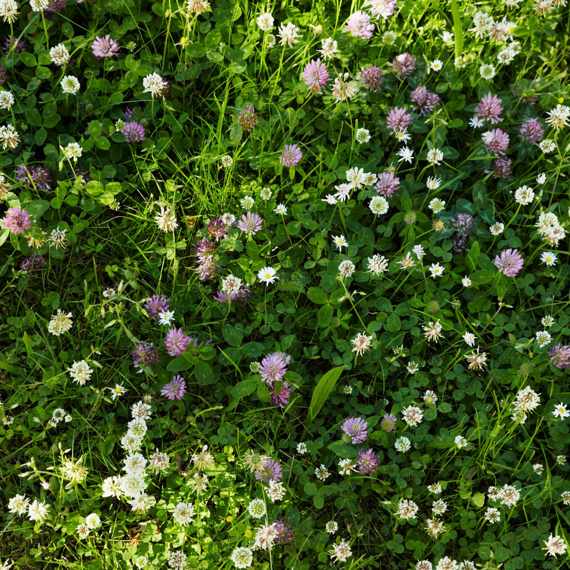 When to sow a clover lawn for a wildlife-friendly garden | Ideal Home