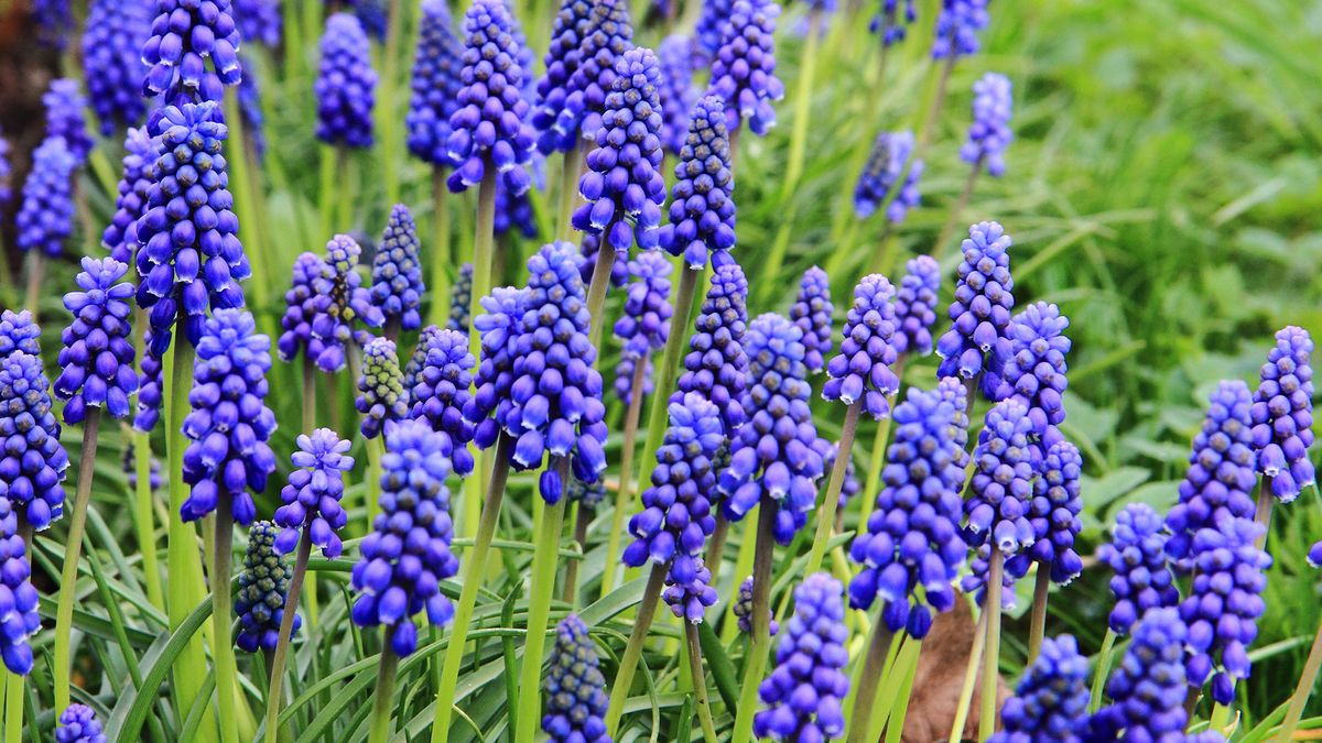 7 best bulbs to plant in September for spring blooms | Tom's Guide