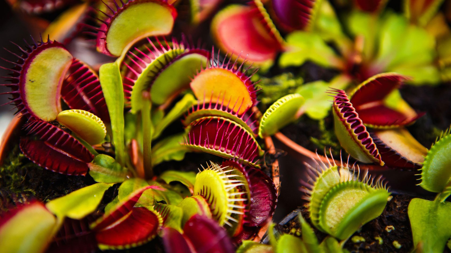 How to care for Venus fly traps — 7 key tips | Real Homes