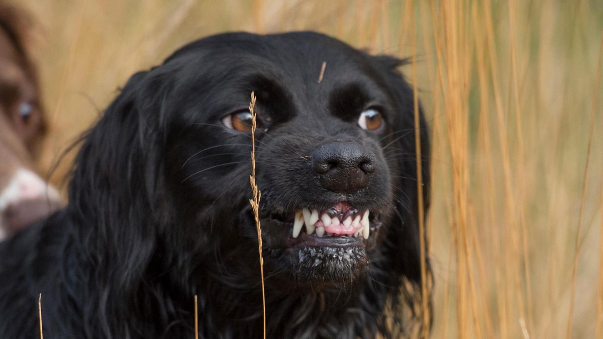 10 signs a dog is stressed | PetsRadar