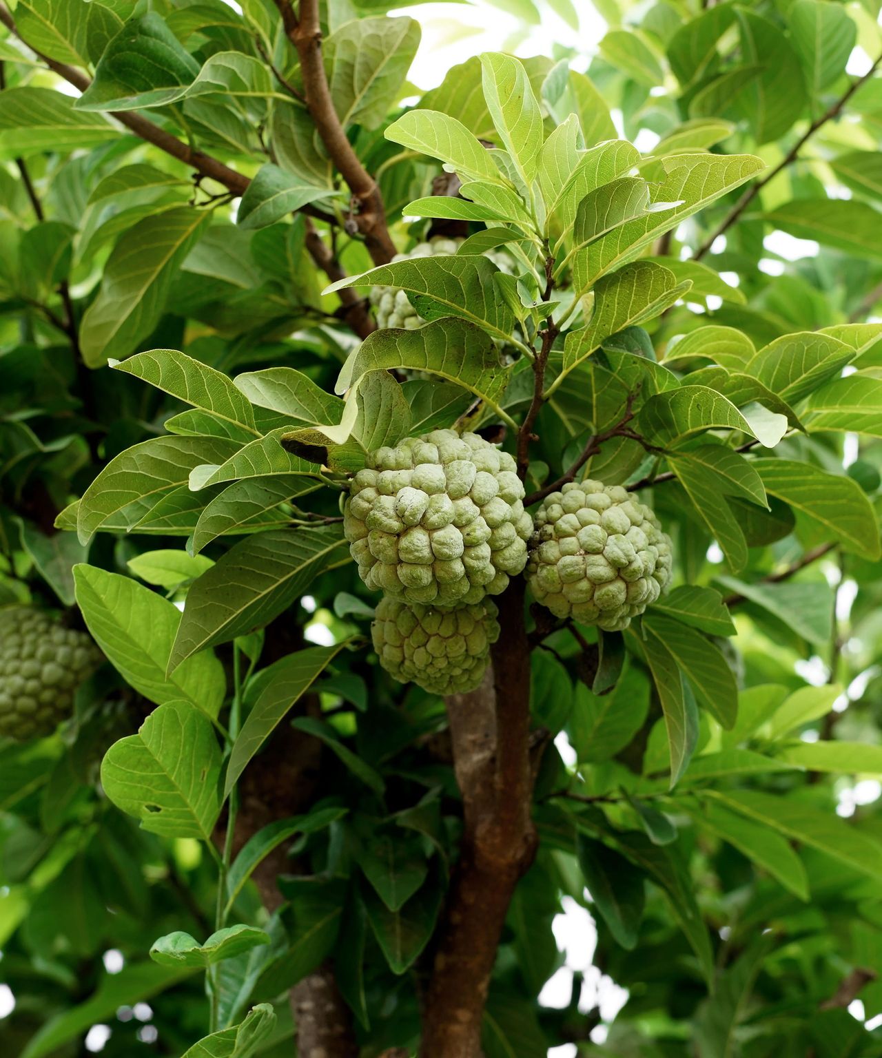 Cherimoya care and growing guide: how to grow custard apples | Homes ...