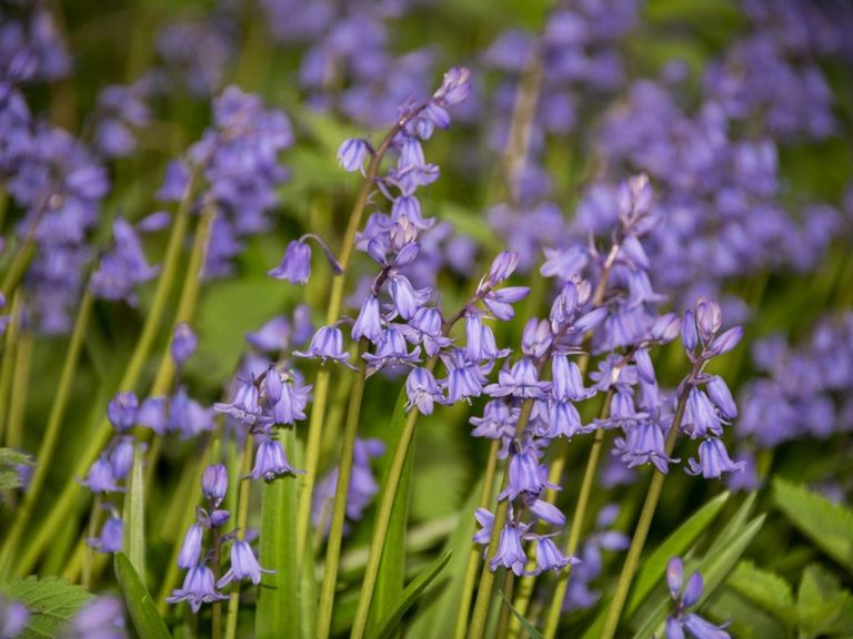 Bluebell Flowers - Growing Information For English And Spanish ...