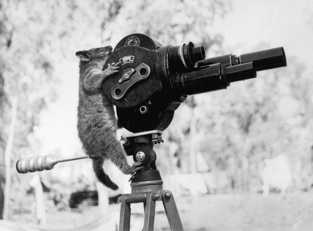 Marsupial gallery: A pouchful of cute | Live Science Marsupial gallery: A pouchful of cute | Live Science