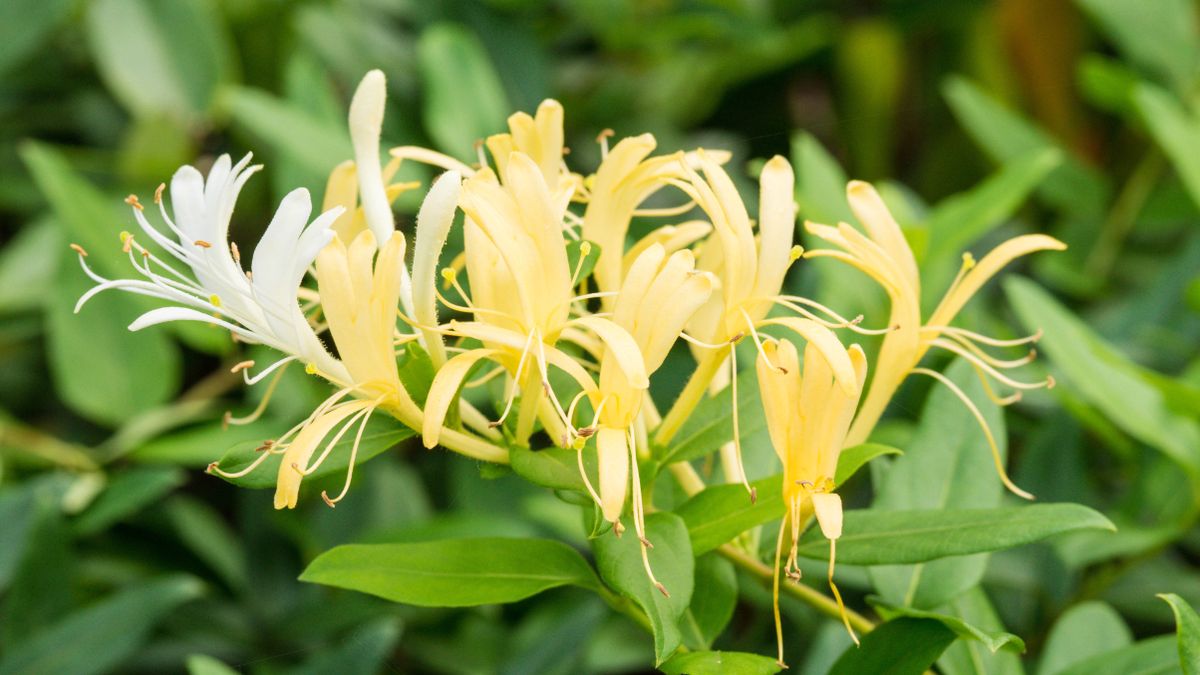 9 invasive plants to keep out of your yard | Tom's Guide