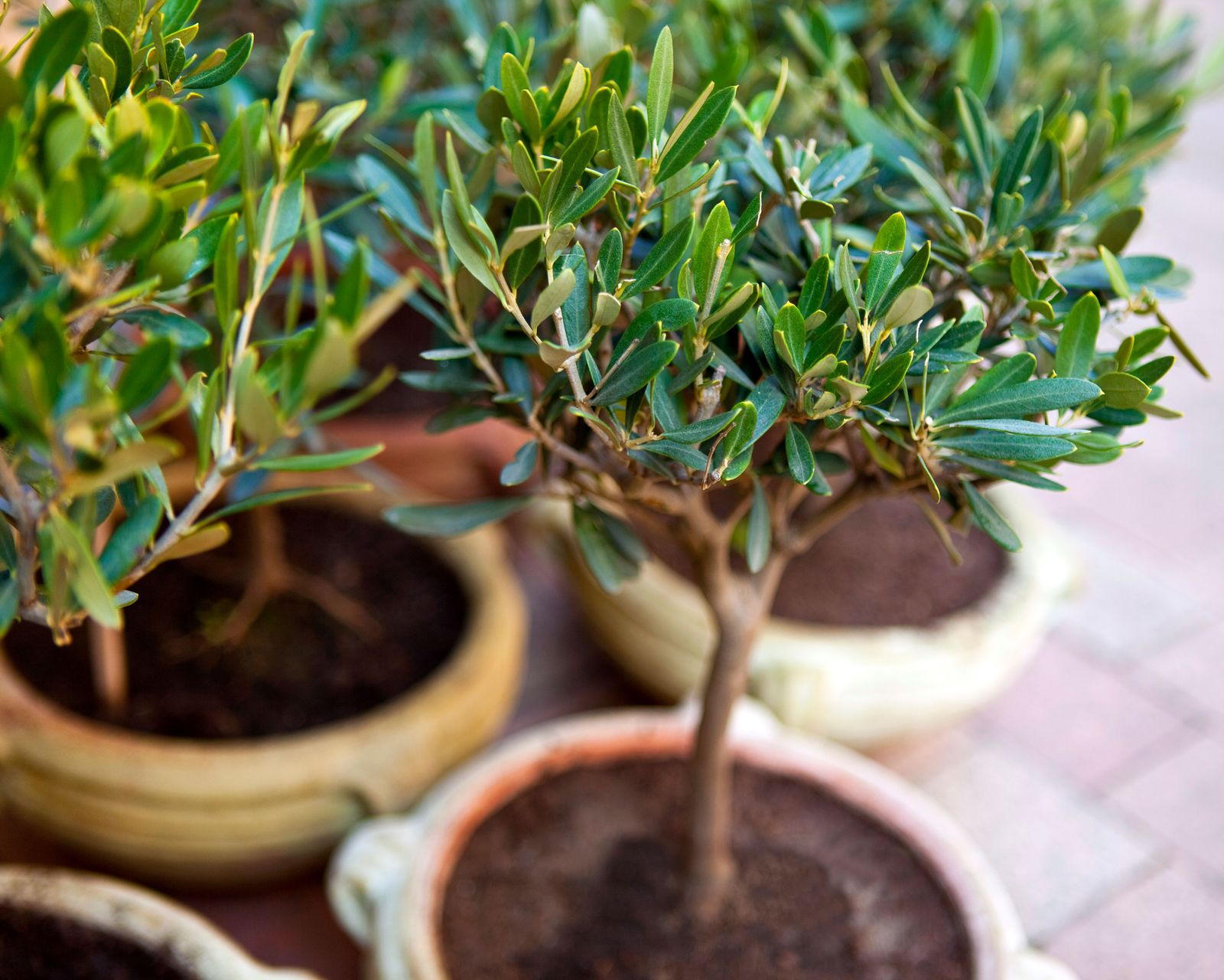 How to prune olive trees: the best ways and when to prune | Homes and ...