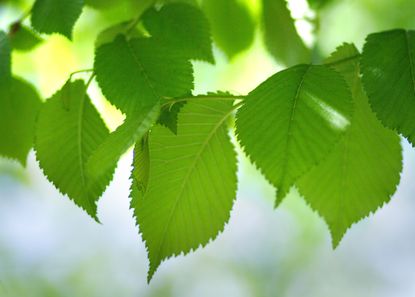 5 Trees You Should Prune in Your Backyard in February | Livingetc