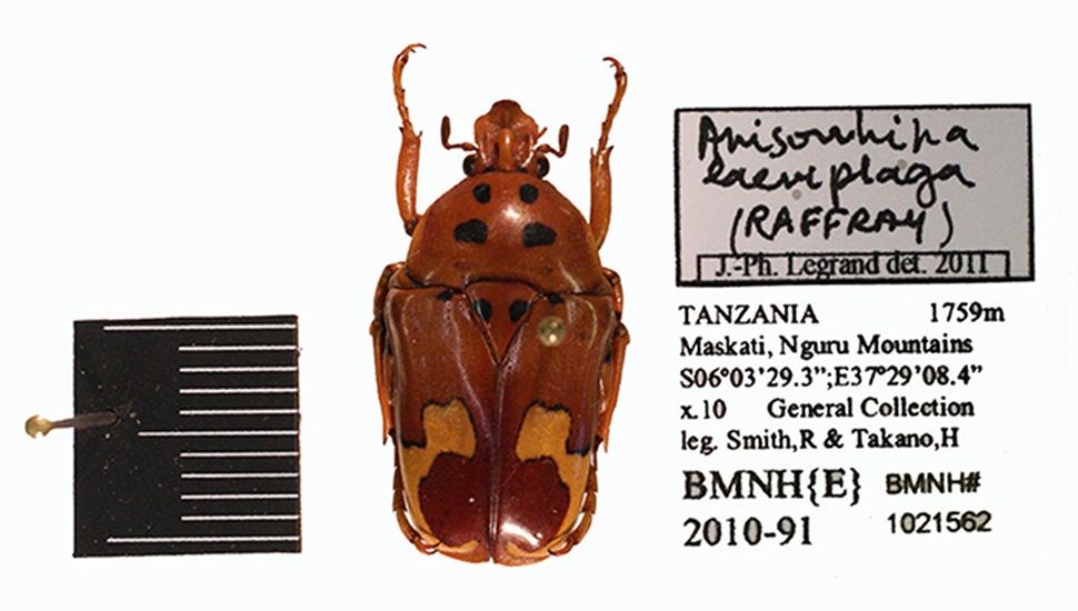 Meet the Beetles: Stunning Museum Specimens from London | Live Science
