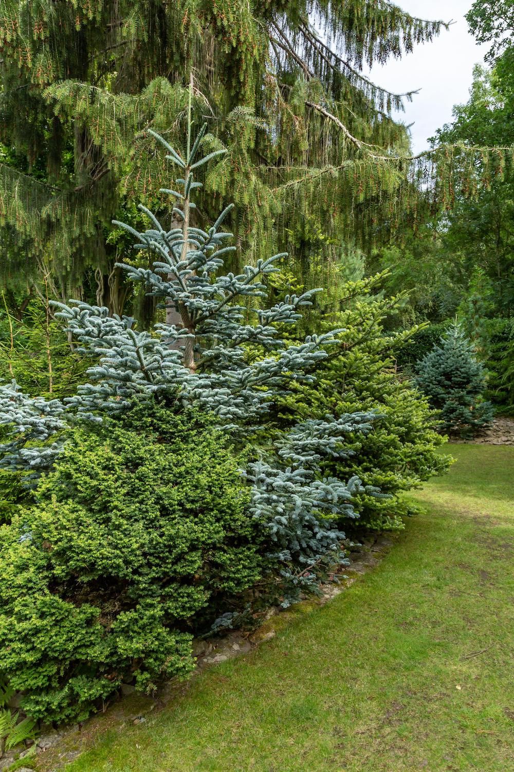 5 Best Trees for a Wind Break | Livingetc