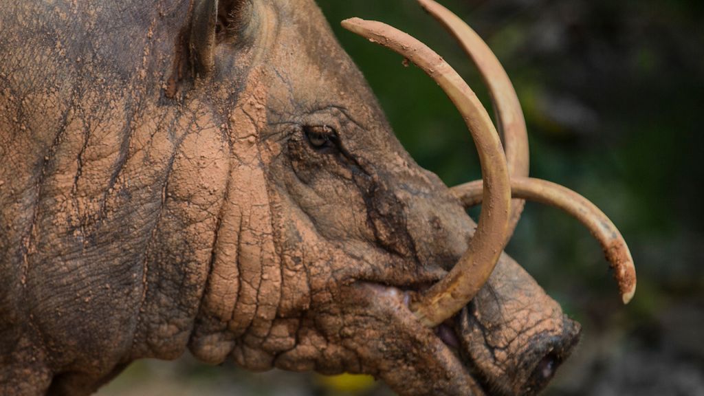 Babirusa: The prehistoric 'deer' pigs with huge antler teeth | Live Science