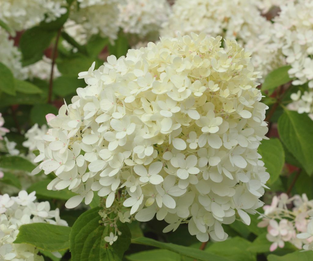 Best hydrangea varieties: 15 great flowering shrubs to try | Homes and ...
