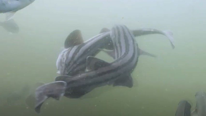 Pyjama sharks filmed mating in a giant, otherworldly underwater forest ...