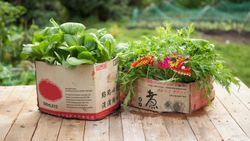 Peat-free compost options: how to make the right choice | Homes and Gardens