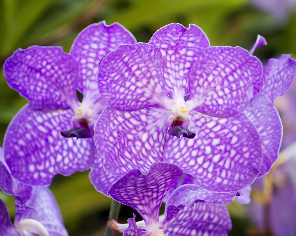 26 Different Types Of Orchids – With Pictures & Information | Gardening ...