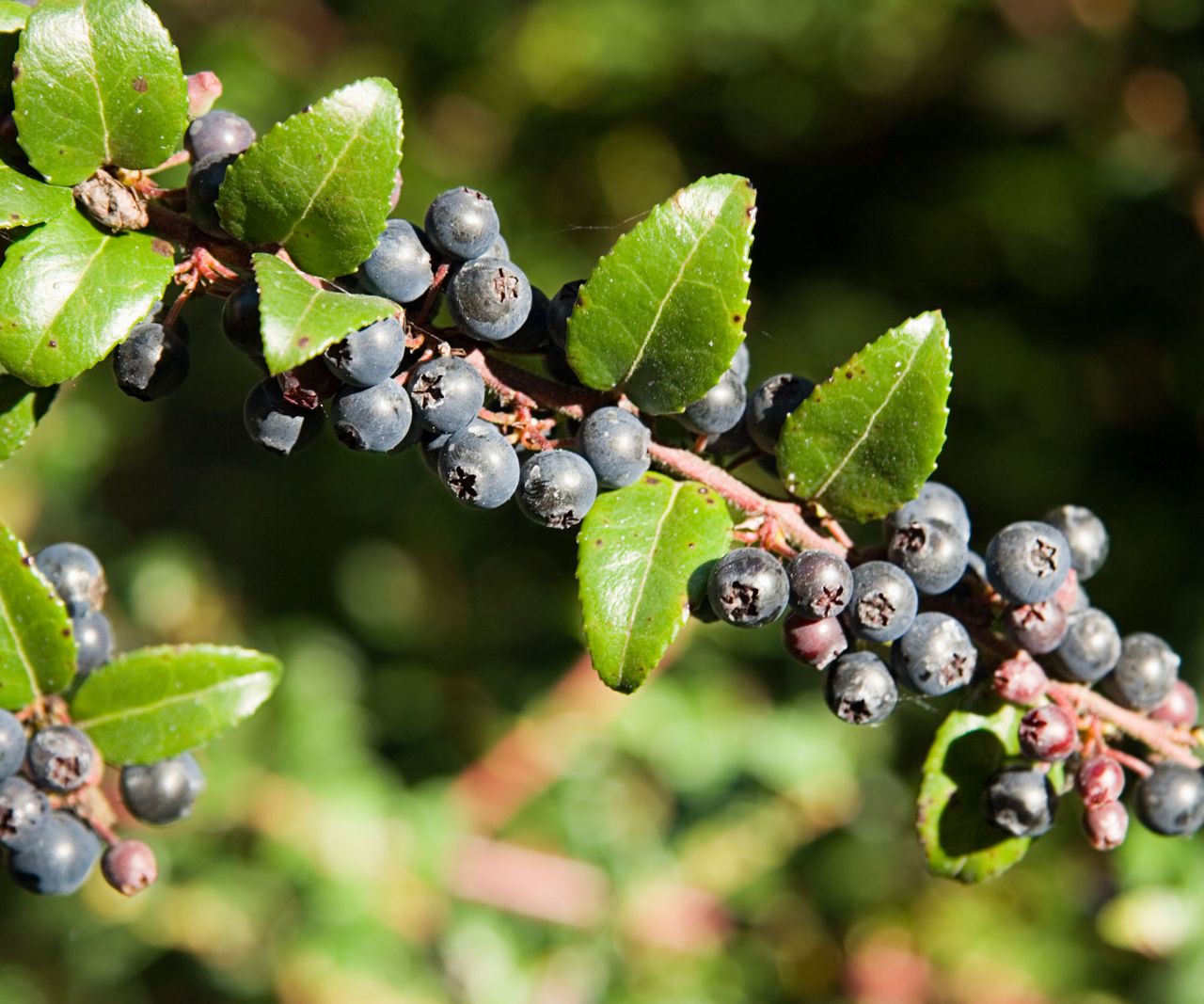 Berry Natives For Your Yard: Try These Native Berry Bushes | Gardening ...