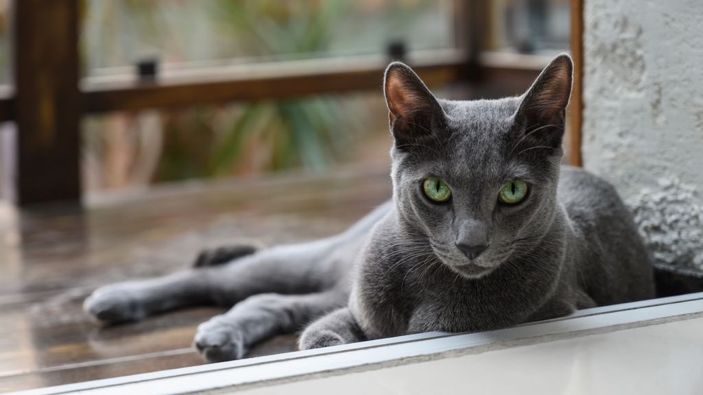 32 facts about Russian Blue cats | PetsRadar