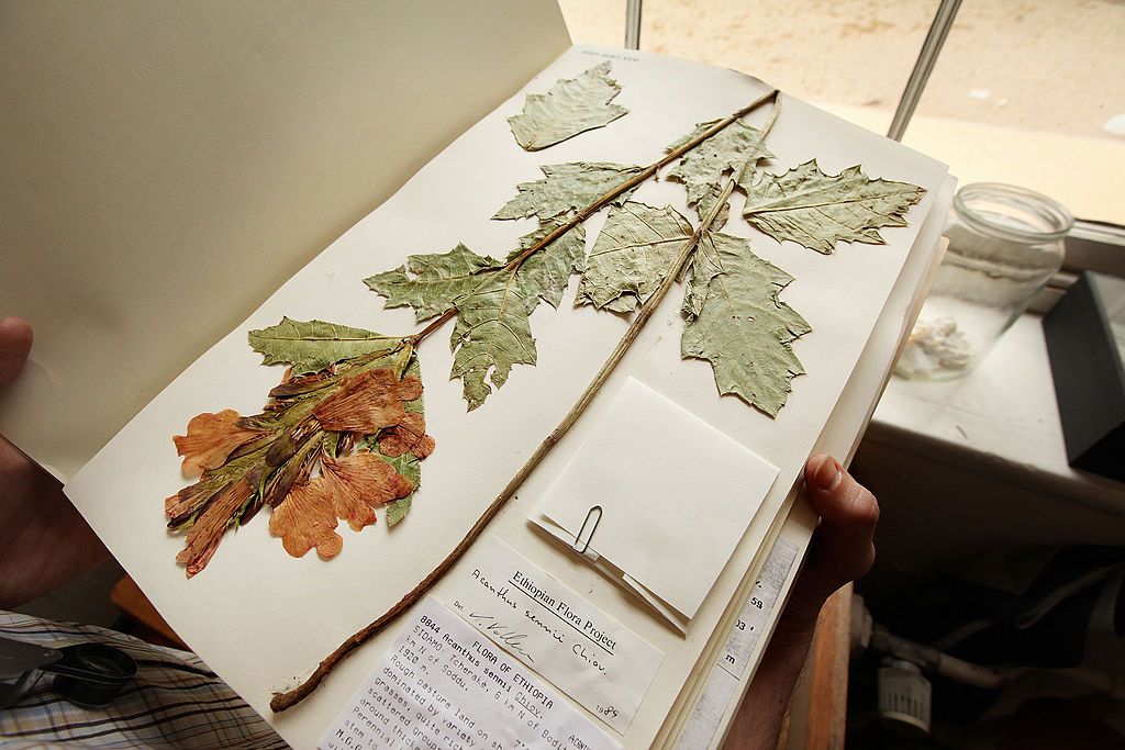 Australia Incinerates 'Irreplaceable' Plant Specimens After Paperwork ...