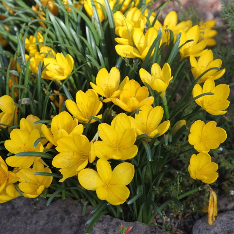 The best autumn-flowering bulbs to plant this August | Ideal Home