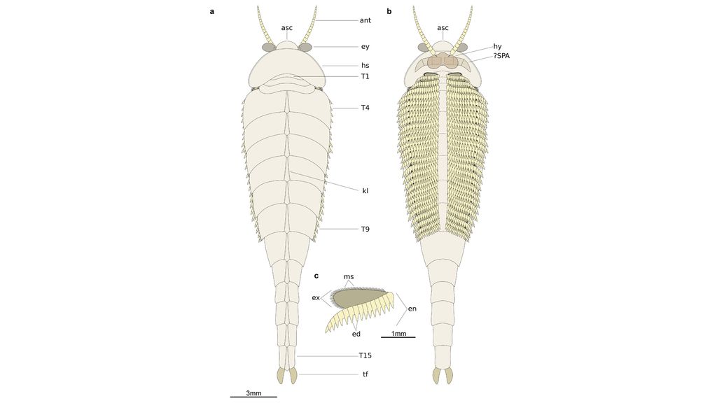 Ancient Cambrian shrimp with dozens of dagger legs looked unlike ...