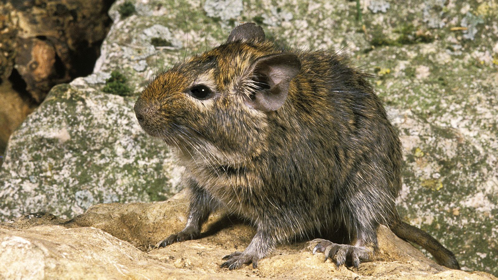 Common degu: Oversized hamsters with societies governed by pee | Live ...