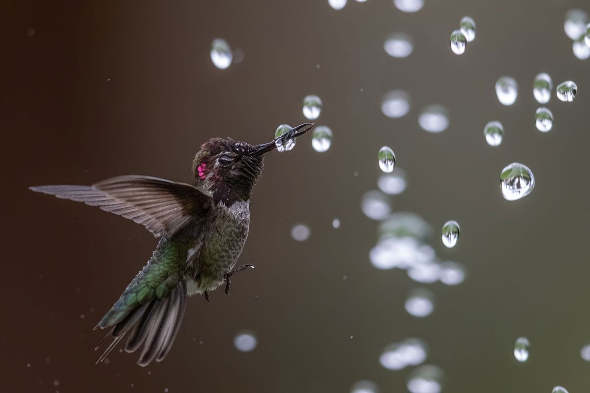 Wildlife photography competition showcases incredible bird photos ...