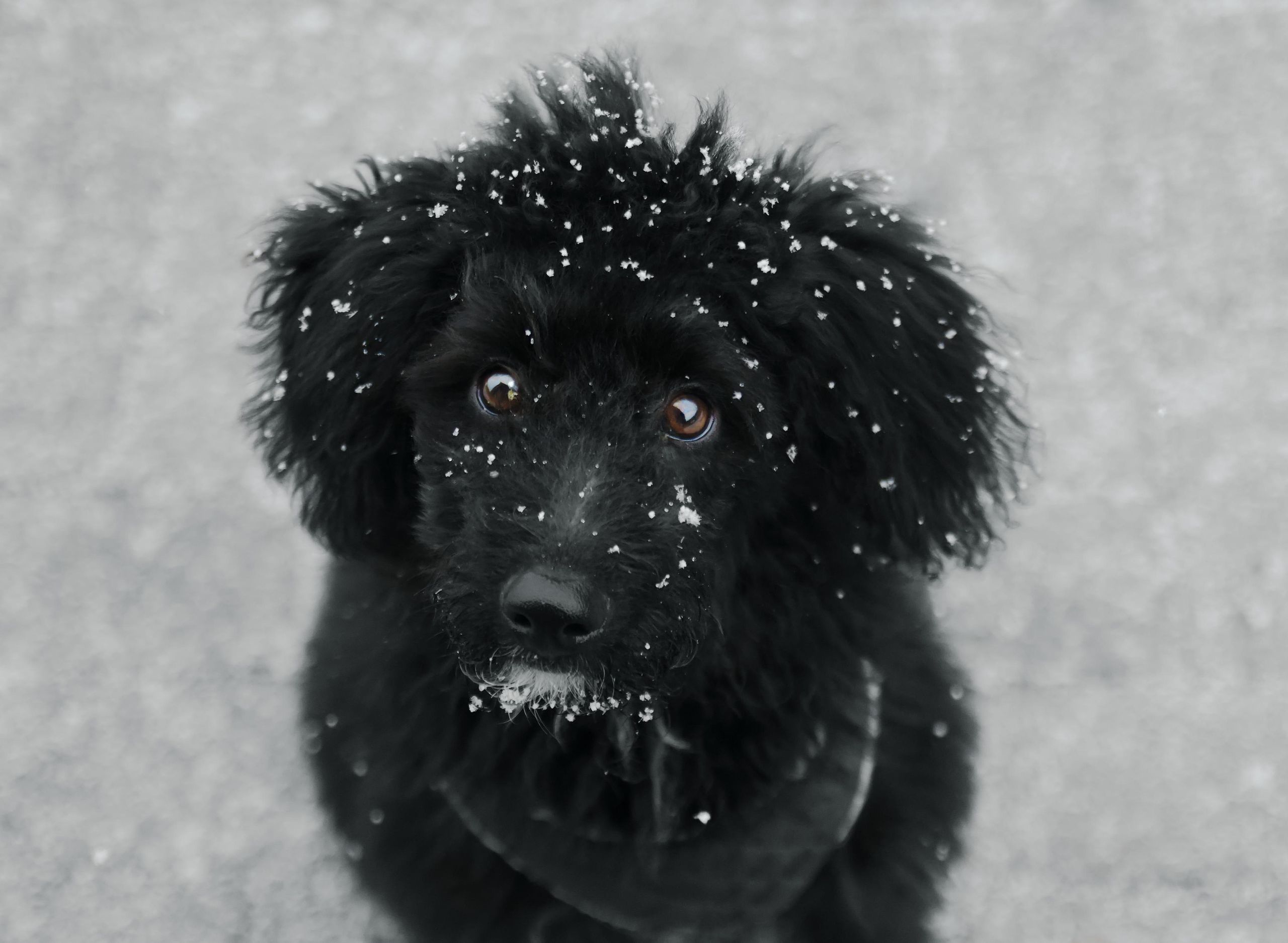 Puppy dog eyes! People's choice voting opens for adorable animal ...