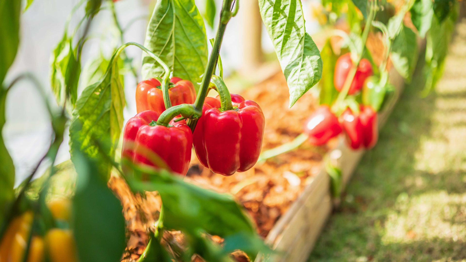 Pepper companion planting: best plants to grow with peppers | Homes and ...