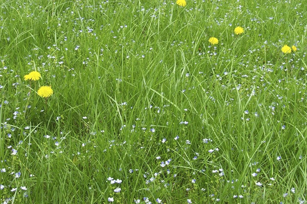 Meadow Grass Maintenance: Tips For Annual Meadow Grass Control ...
