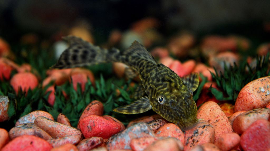 20 fish that clean the tank while looking pretty | PetsRadar