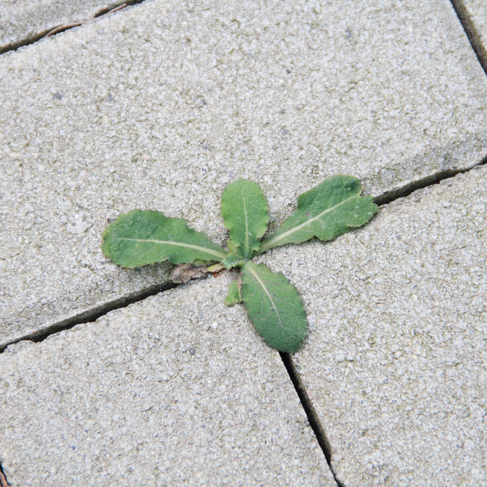 Does salt kill weeds? Experts reveal the most effective ways | Ideal Home